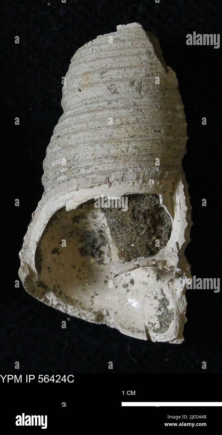 Turritella sp animalia hi-res stock photography and images - Alamy