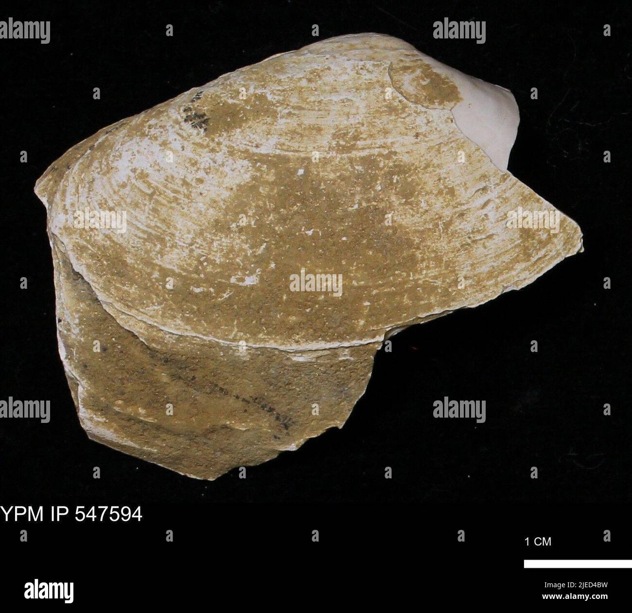 Mya arenaria hi-res stock photography and images - Alamy