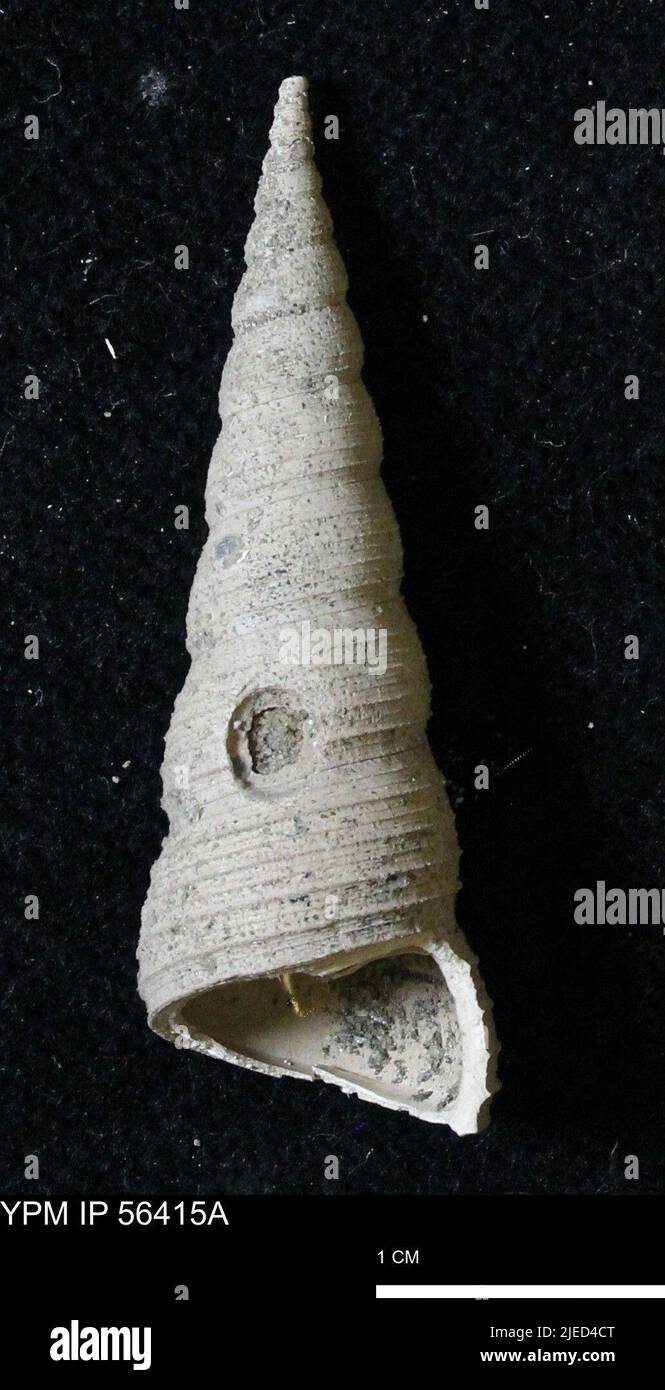 Turritella sp animalia hi-res stock photography and images - Alamy