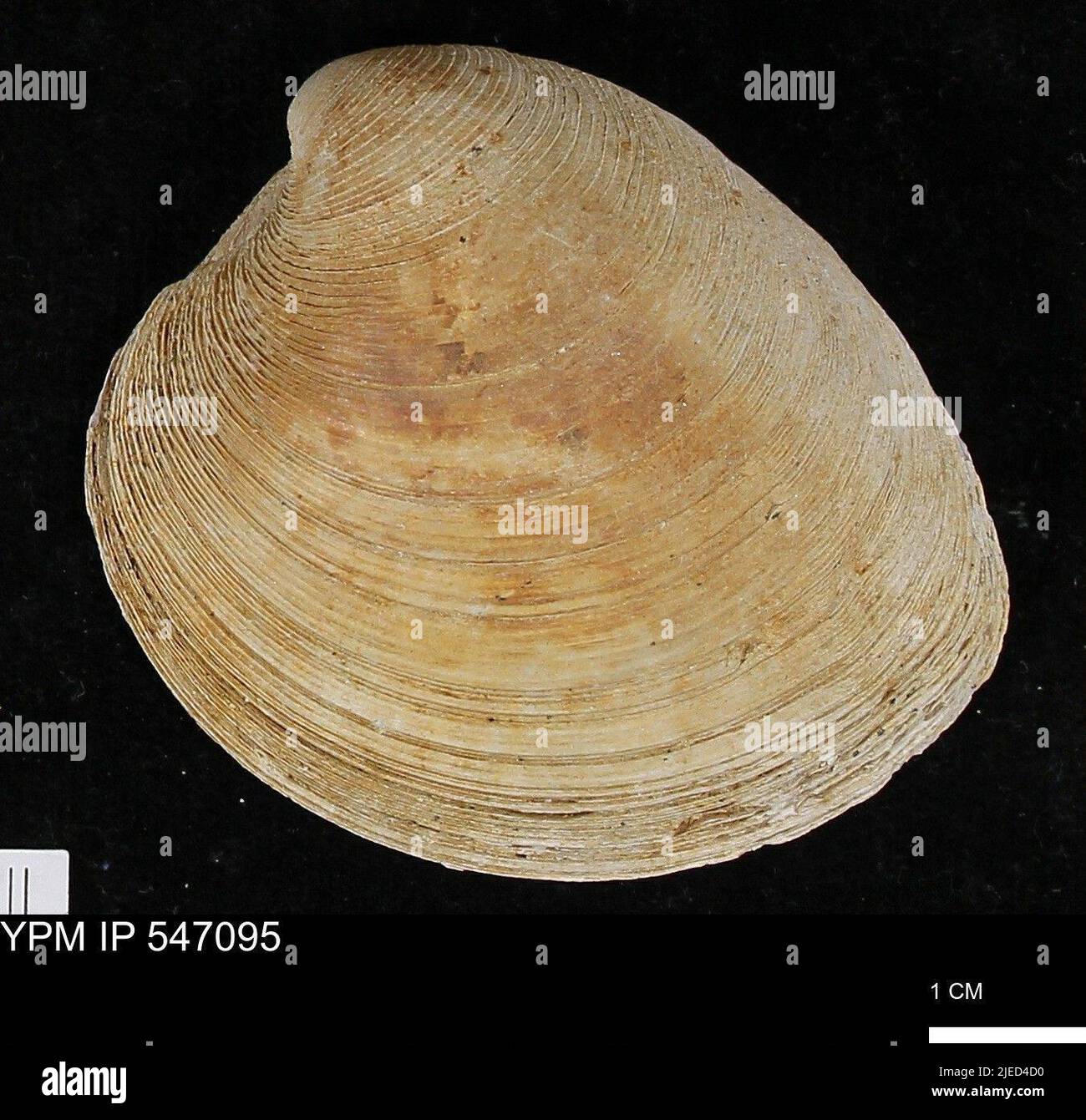 Mercenaria mercenaria linnaeus hi-res stock photography and images - Alamy