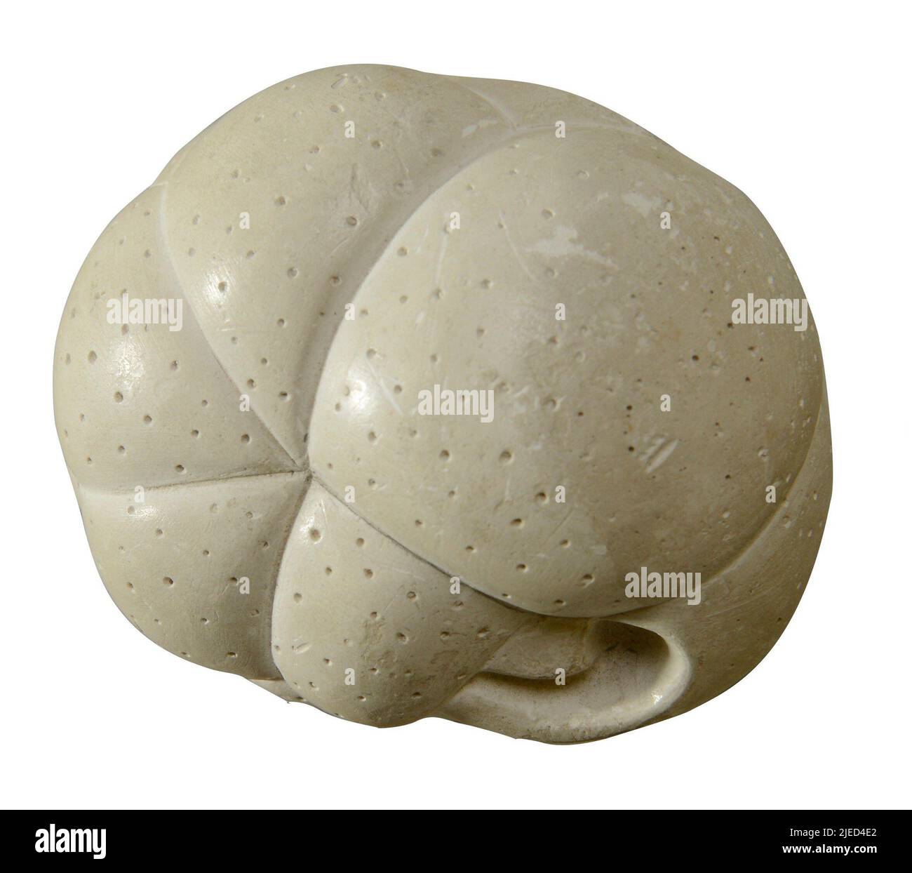 Tabulata hi-res stock photography and images - Alamy