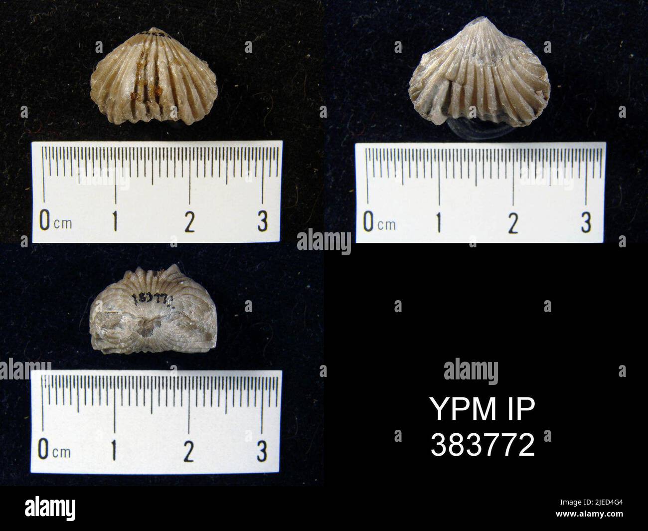 1836 species hi-res stock photography and images - Alamy