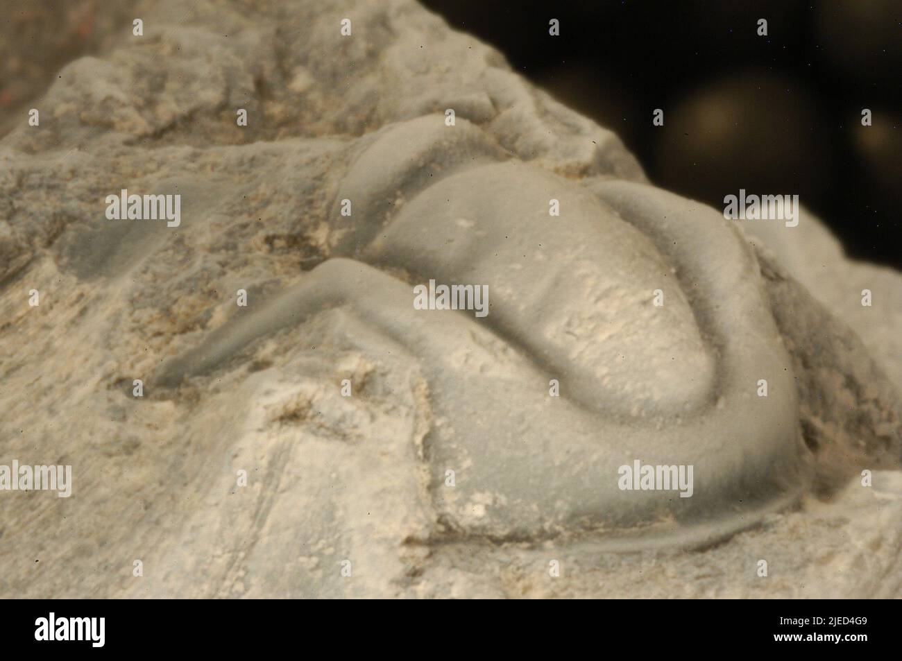 Dellea saratogensis (Resser Stock Photo - Alamy