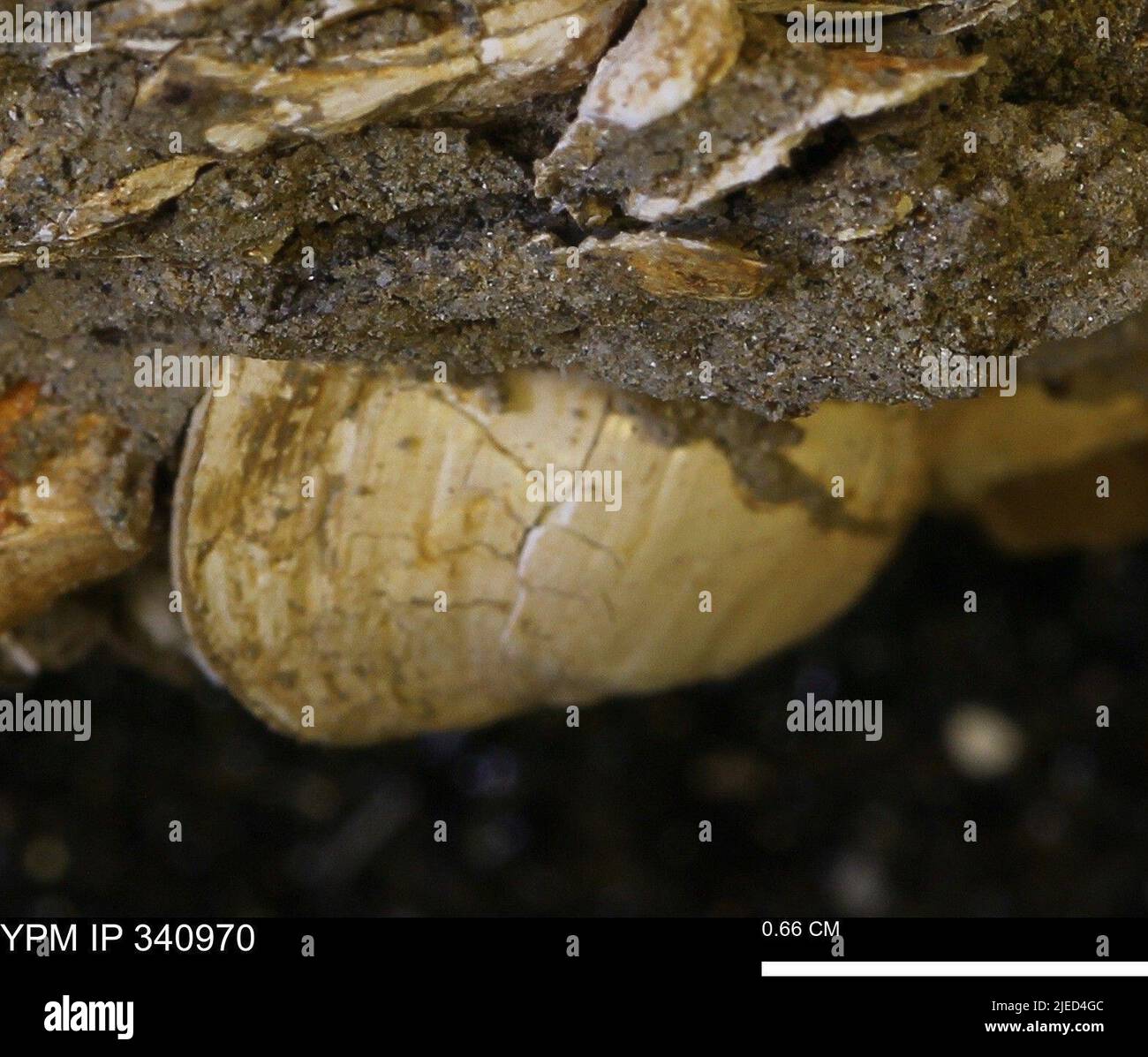 Corbicula sp hi-res stock photography and images - Alamy