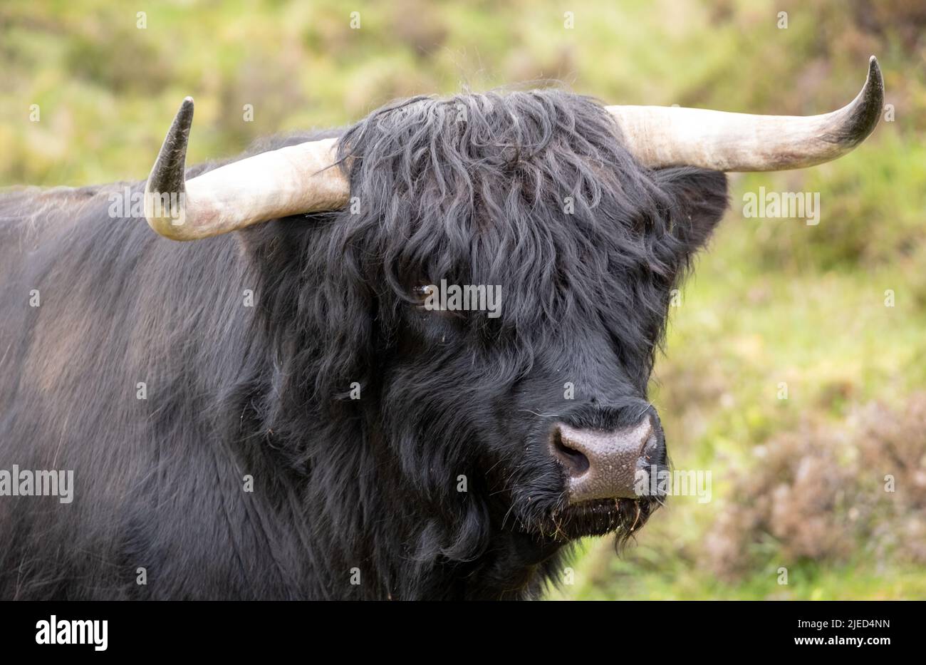 Black haired longhorn Highland cow, also called Highland coo, native ...