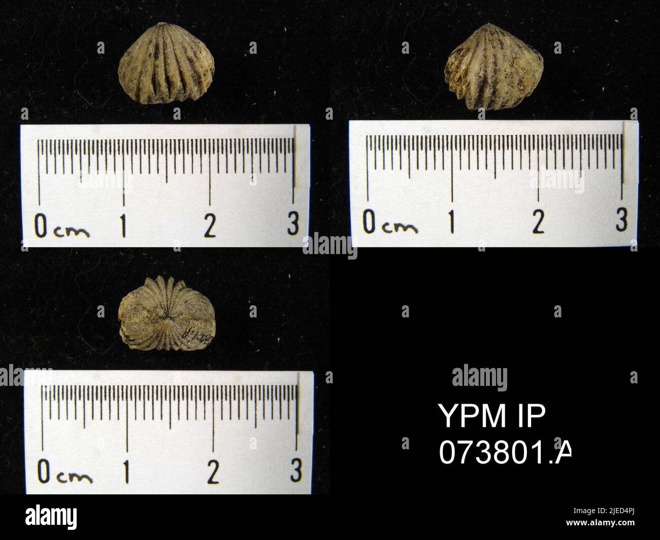 Amsden hi-res stock photography and images - Alamy