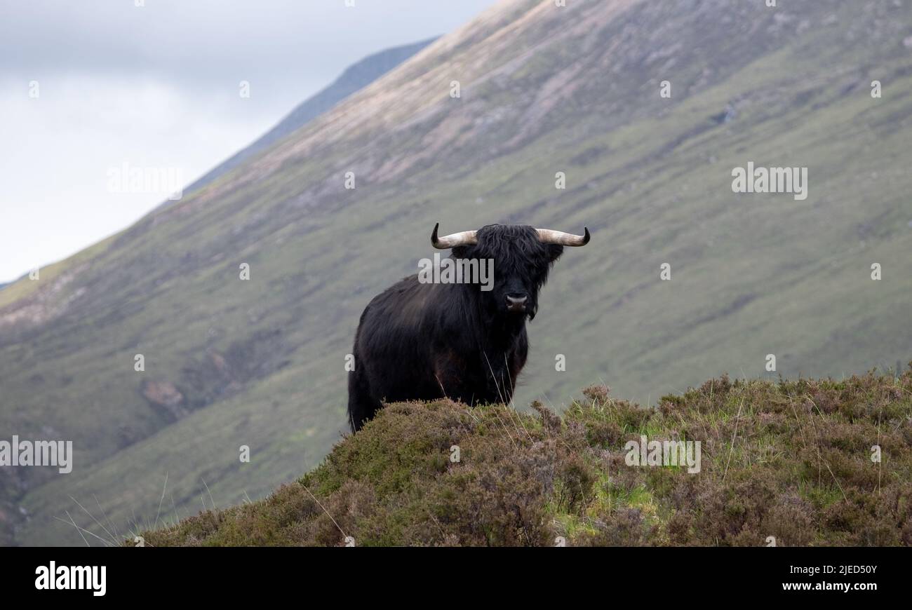 Black haired longhorn Highland cow, also called Highland coo, native ...