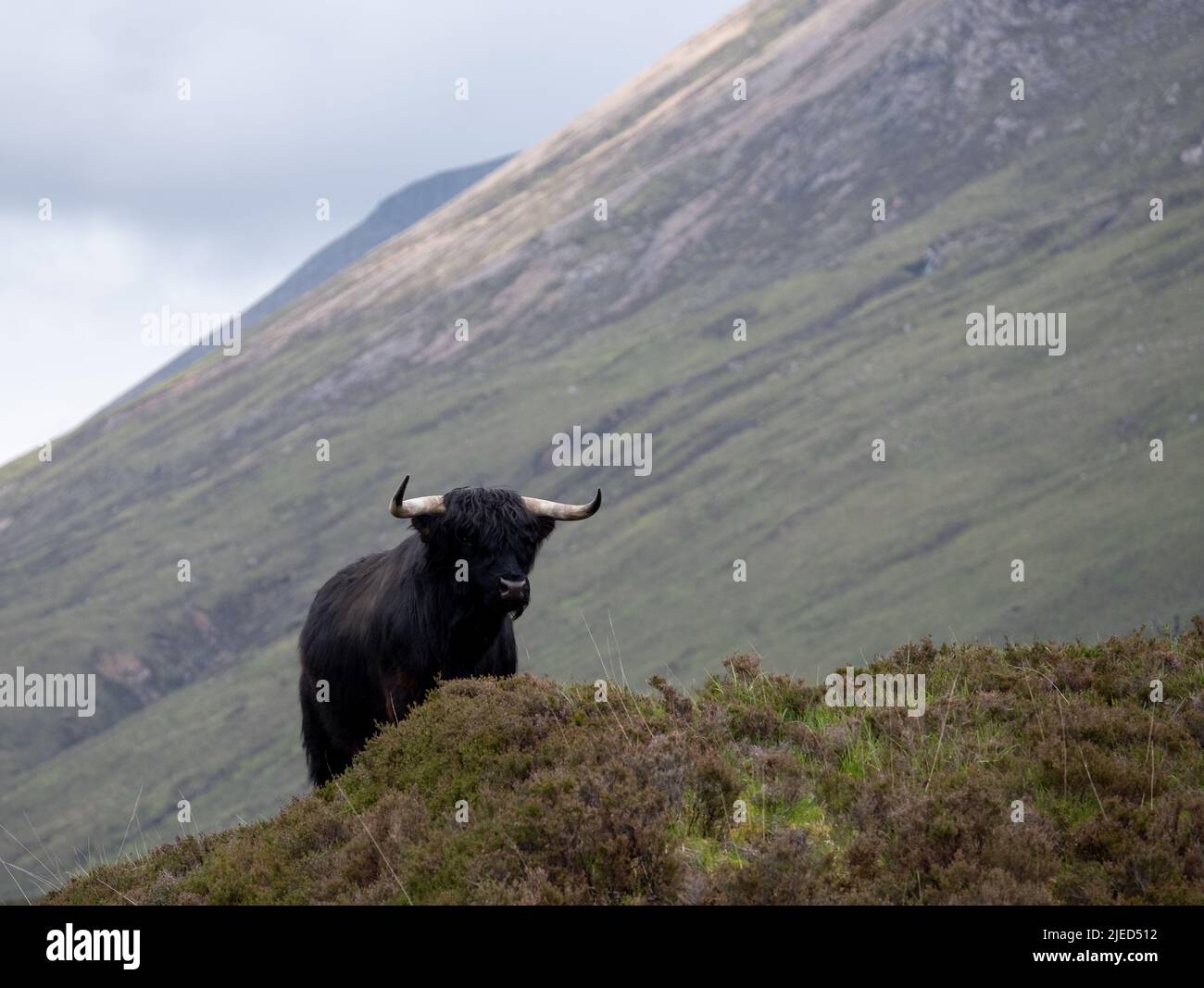 Black haired longhorn Highland cow, also called Highland coo, native ...