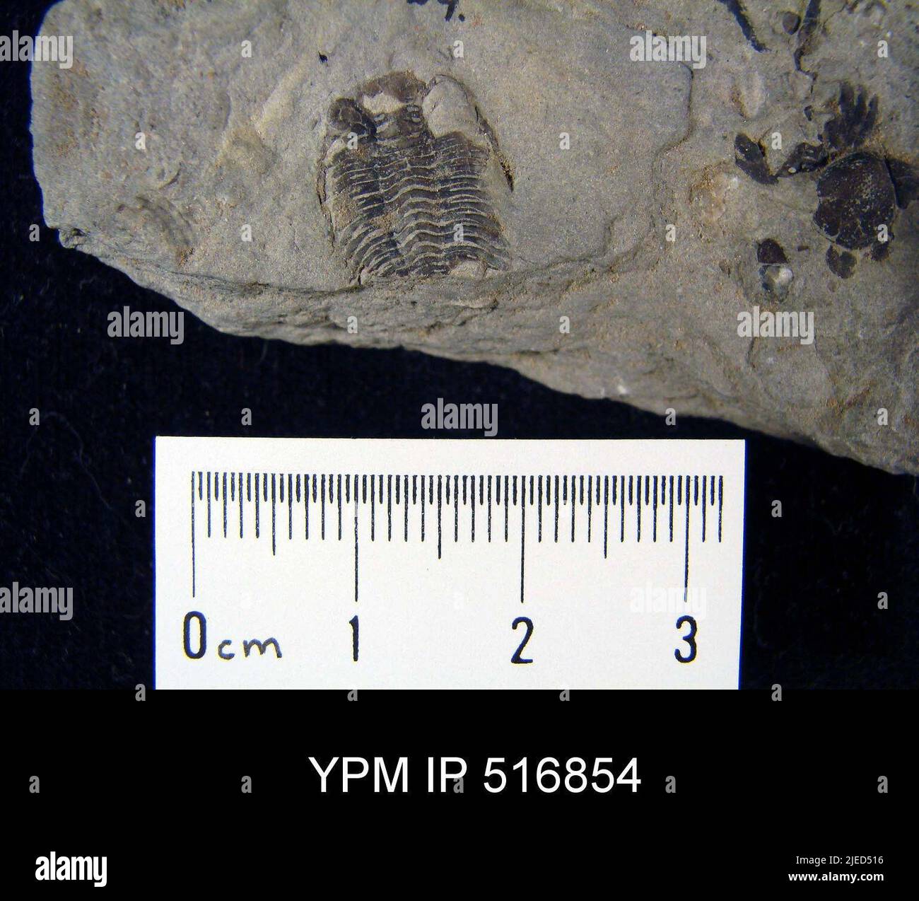 Calliteles hi-res stock photography and images - Alamy