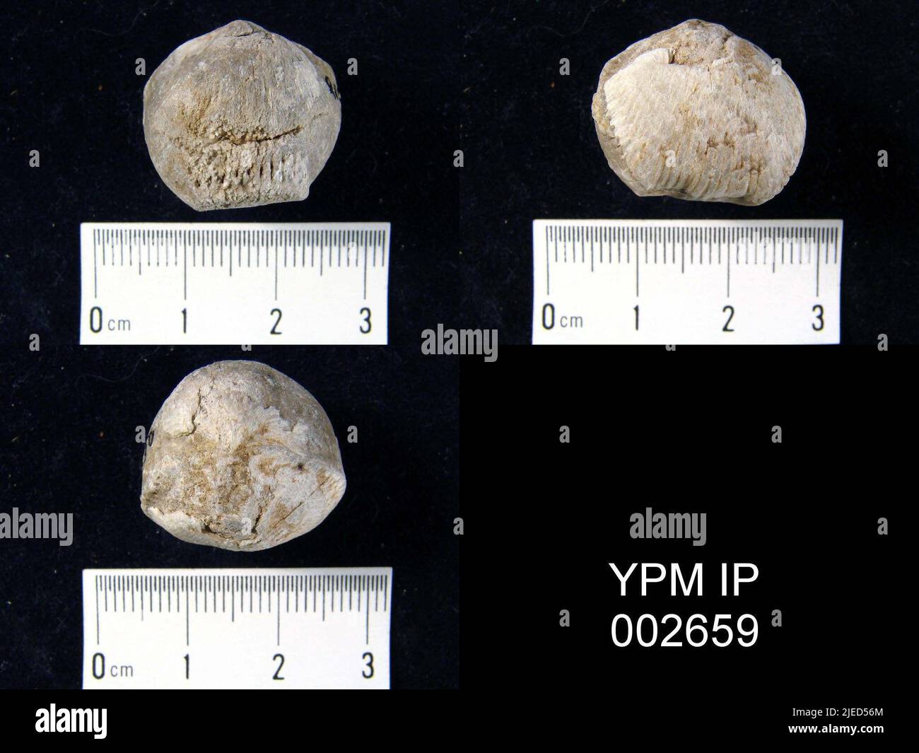 Hypothyridina cuboides sowerby hi-res stock photography and images - Alamy