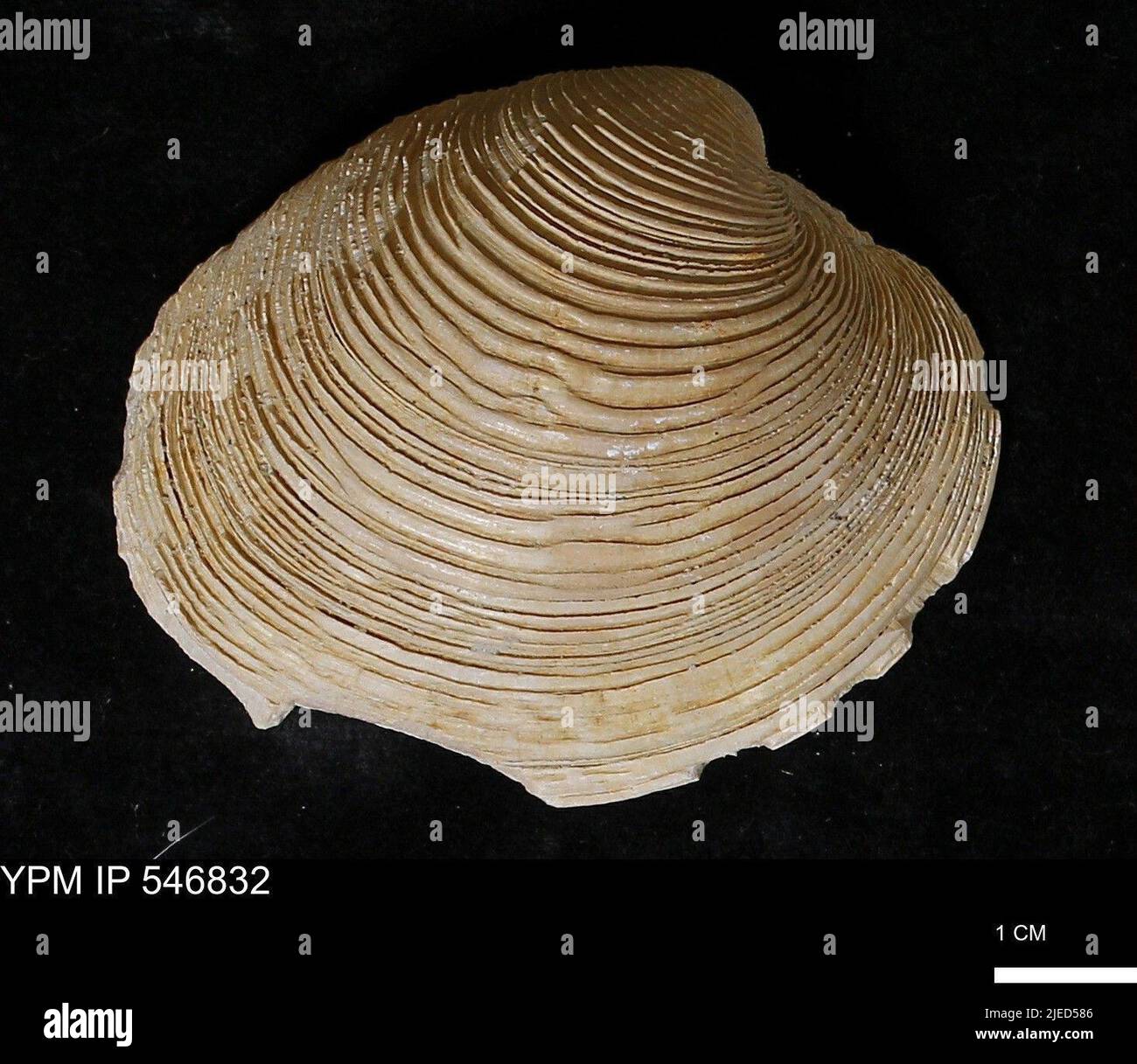 Venus mercenaria antiqua Verrill, 1875 Stock Photo - Alamy