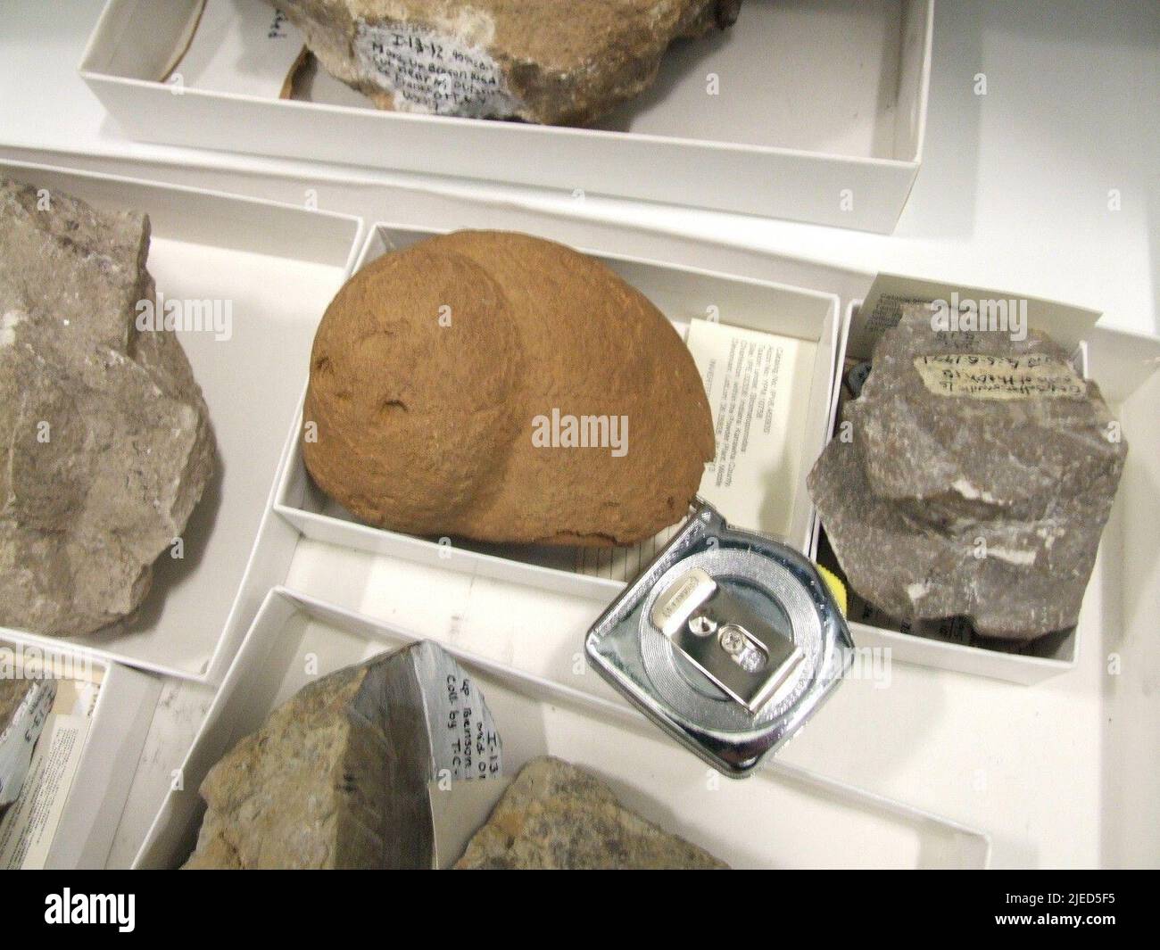 Stromatoporoidea animalia hi-res stock photography and images - Alamy