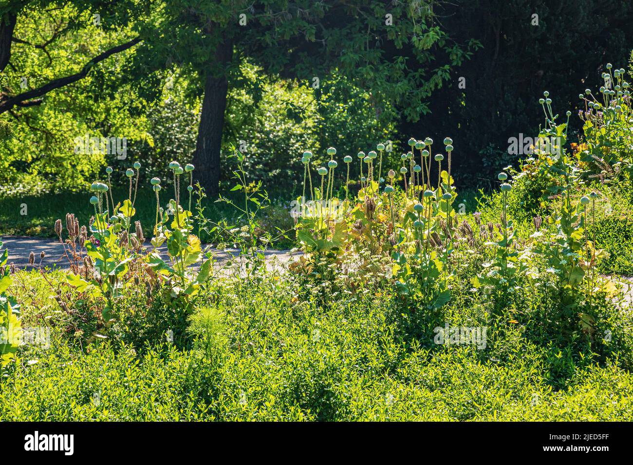 Achene with seeds of the maturing poppy plant. The stem and the box ...