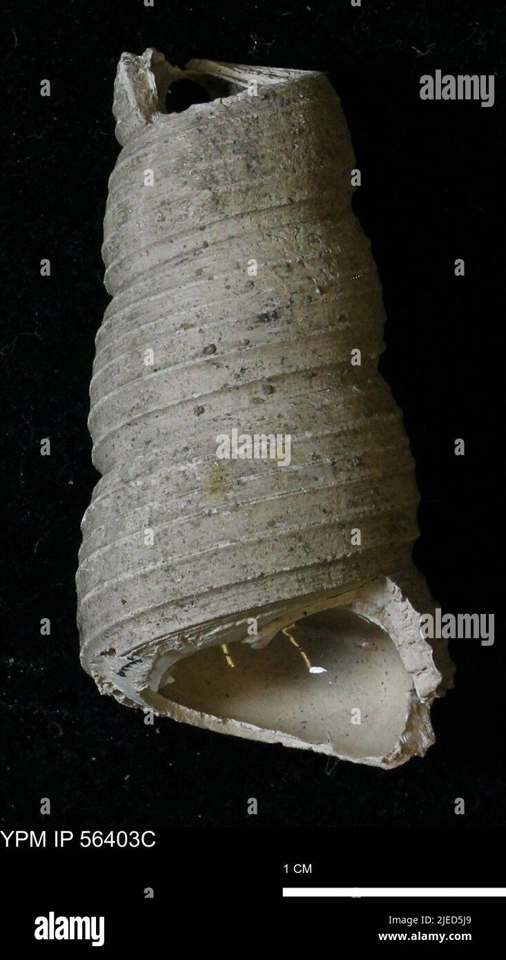 Turritella sp animalia hi-res stock photography and images - Alamy