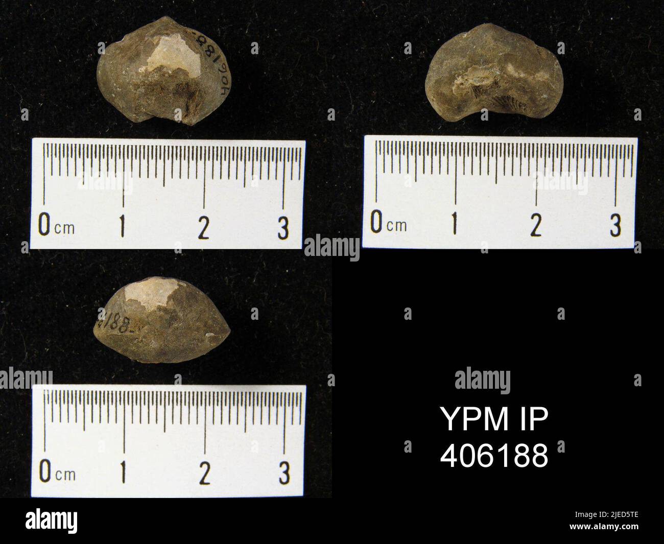 Triplecia extans (Emmons Stock Photo - Alamy