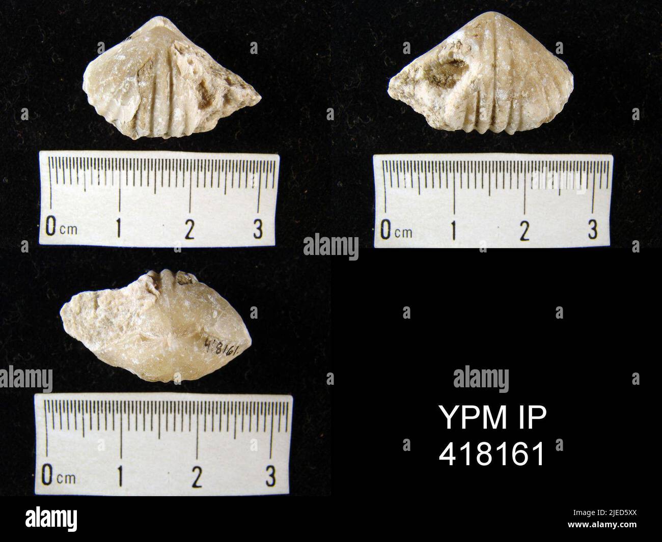 1902 animalia hi-res stock photography and images - Alamy