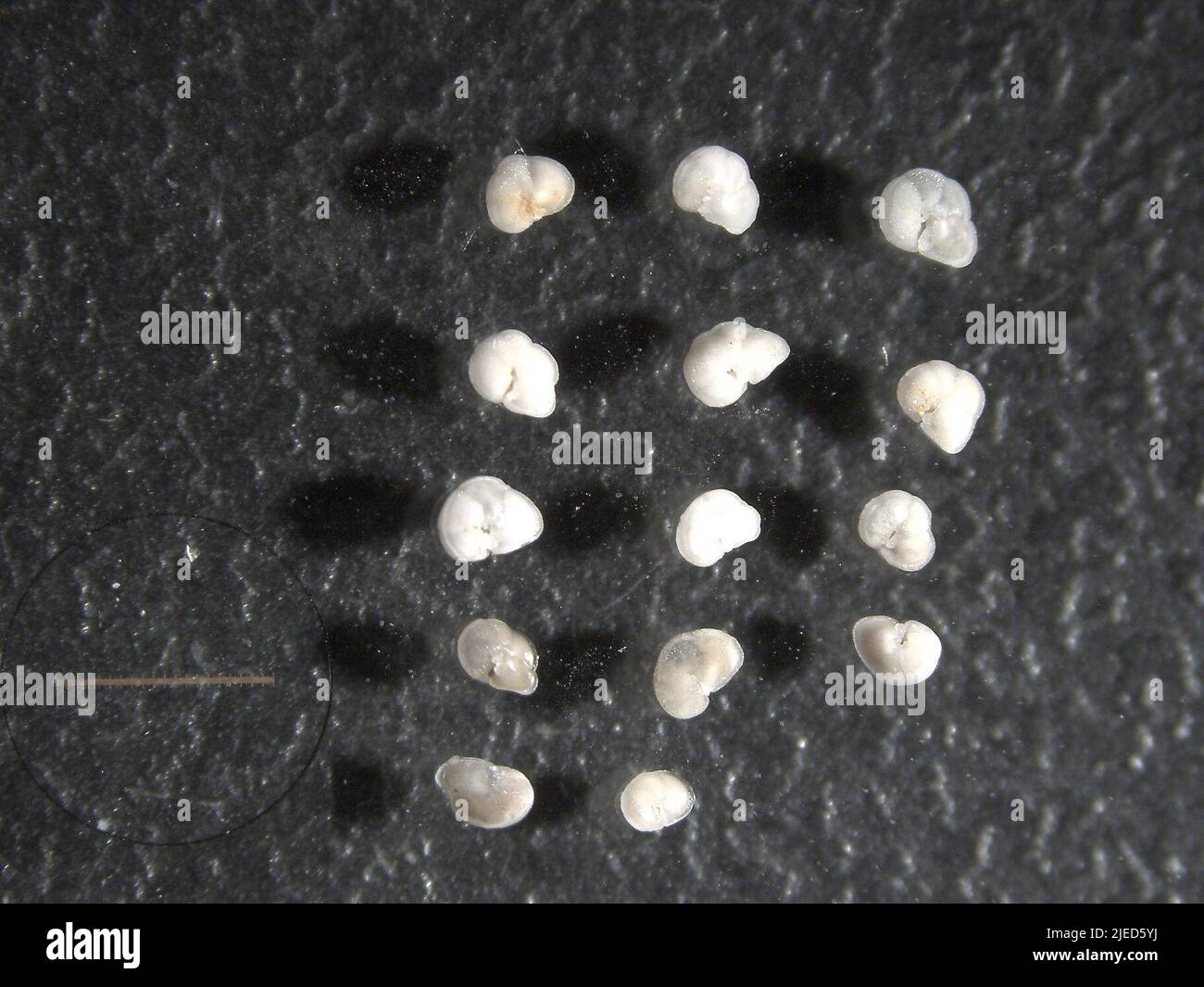 Globorotalia tumida brady hi-res stock photography and images - Alamy