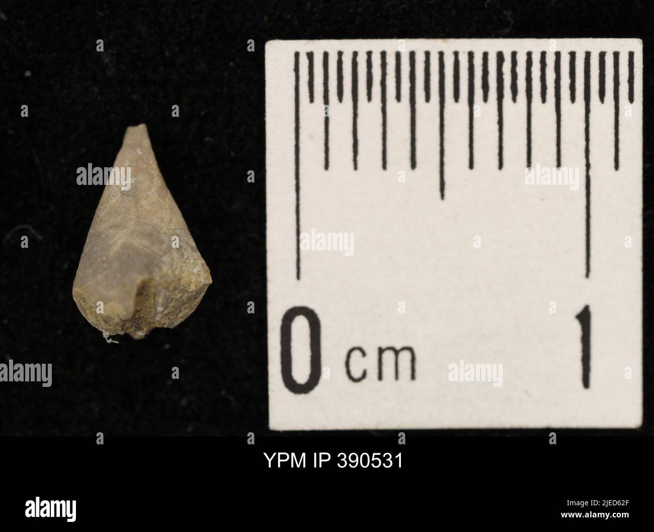 Codaster animalia hi-res stock photography and images - Alamy