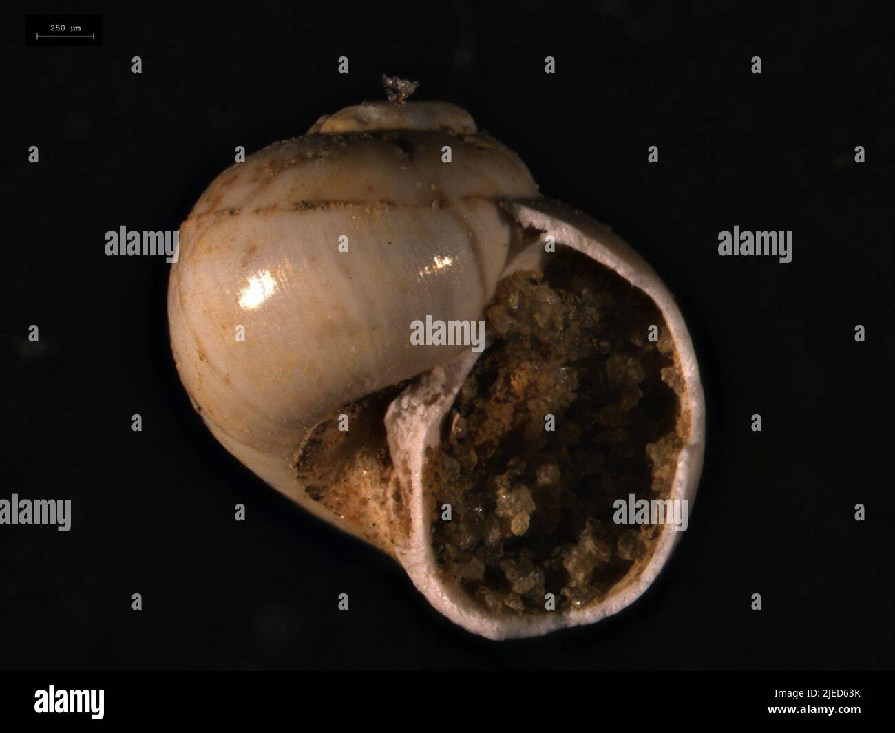 Gastropoda snails and sl hi-res stock photography and images - Alamy