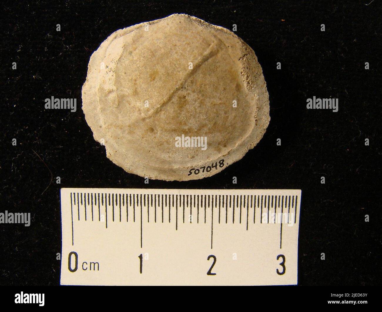 Lucinidae animalia hi-res stock photography and images - Alamy