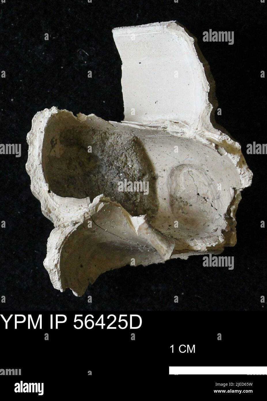 Turritella sp animalia hi-res stock photography and images - Alamy