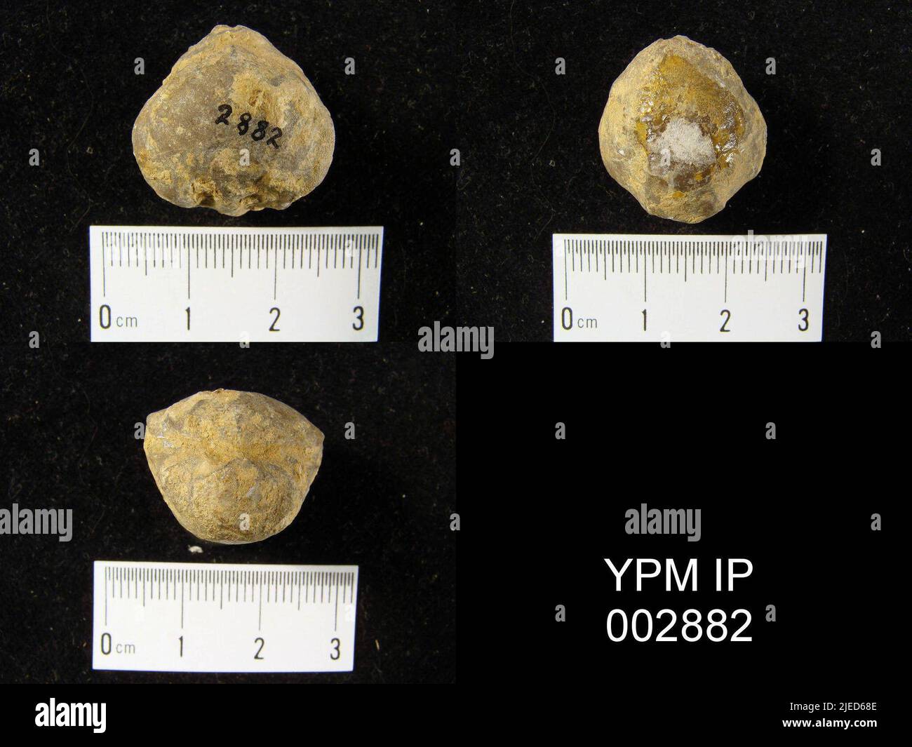 Galeatus hi-res stock photography and images - Alamy