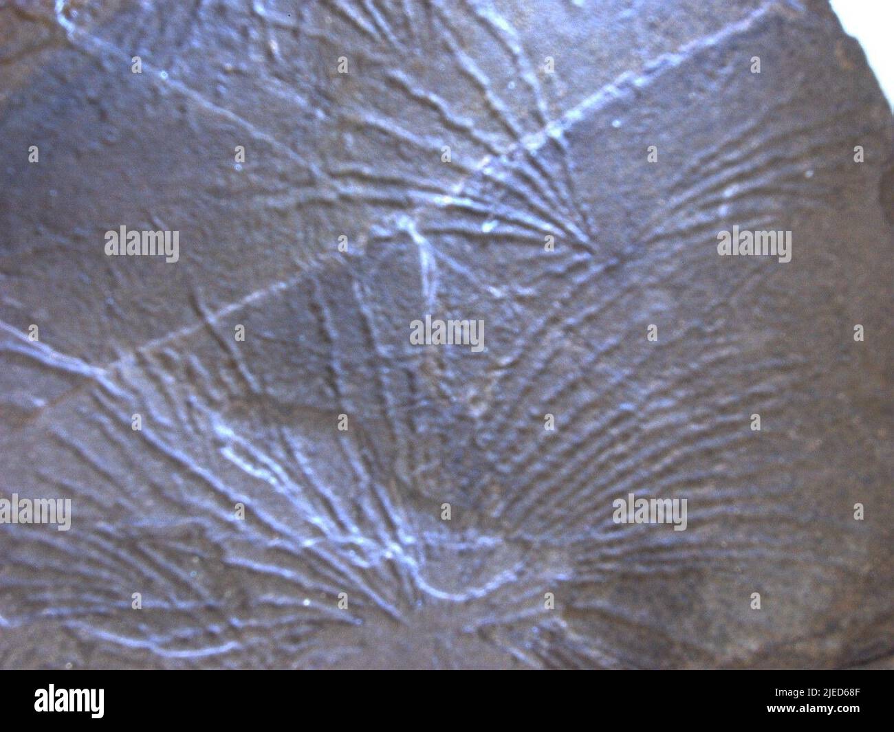 Oldhamia antiqua Kinahan, 1858 Stock Photo - Alamy