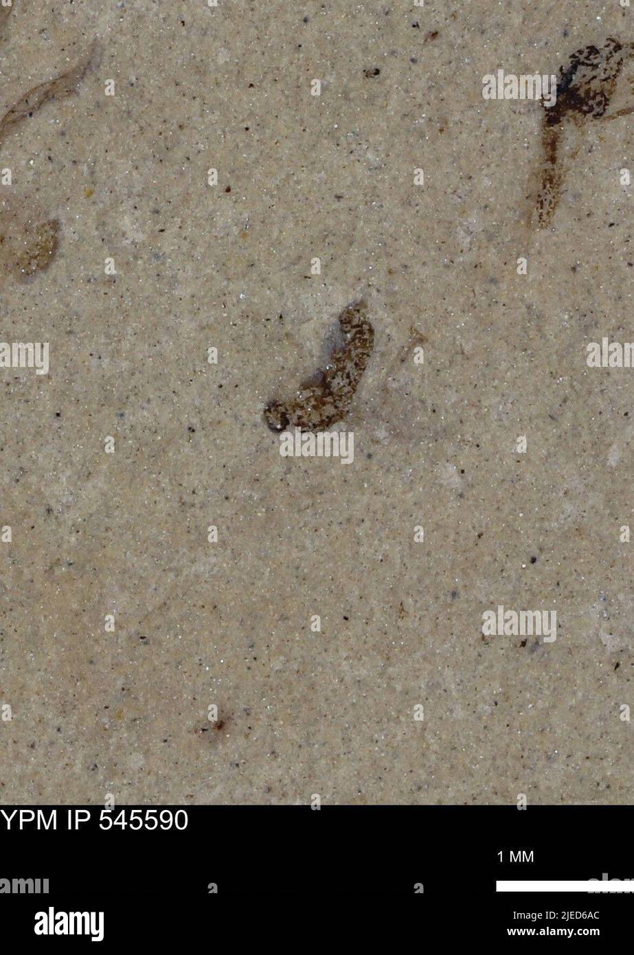 Undet insecta animalia hi-res stock photography and images - Alamy