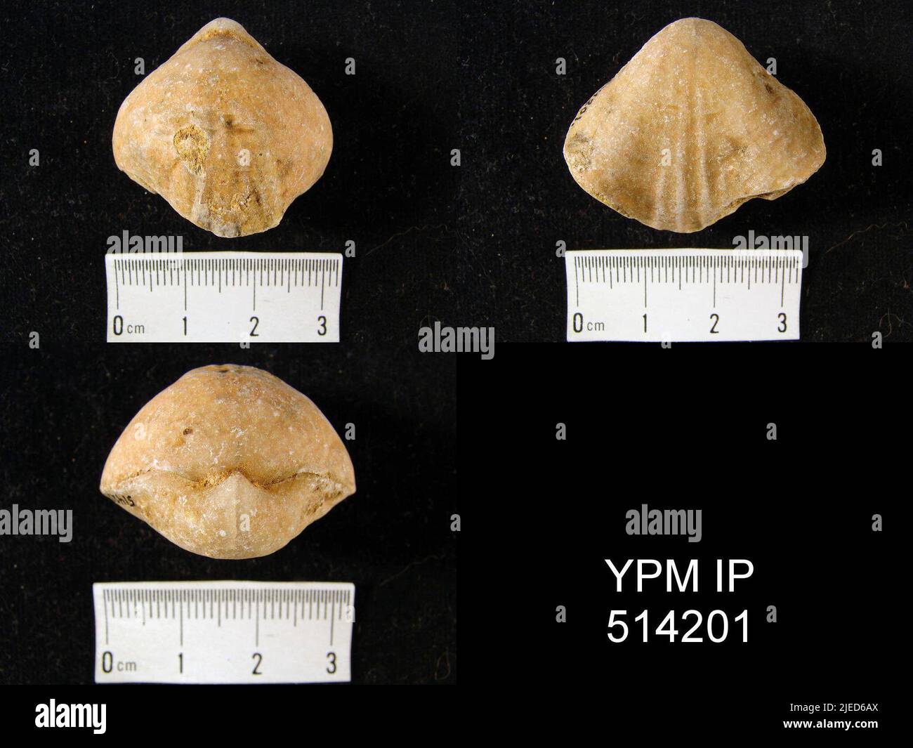 Camarophoria purdoni Davidson, 1862 Stock Photo - Alamy