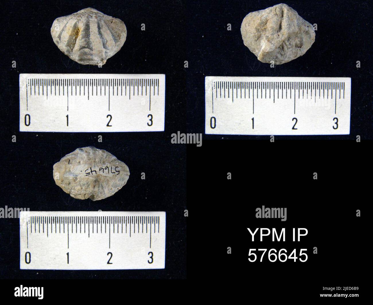 1826 animalia hi-res stock photography and images - Alamy