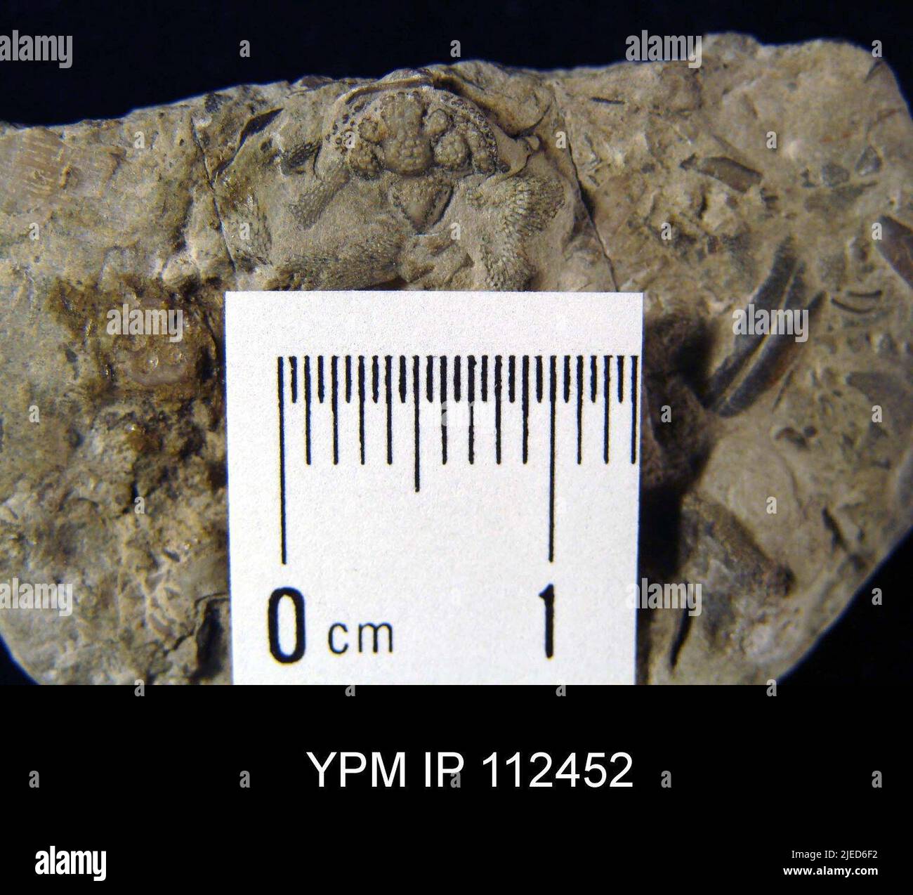 Acidaspis hi-res stock photography and images - Alamy