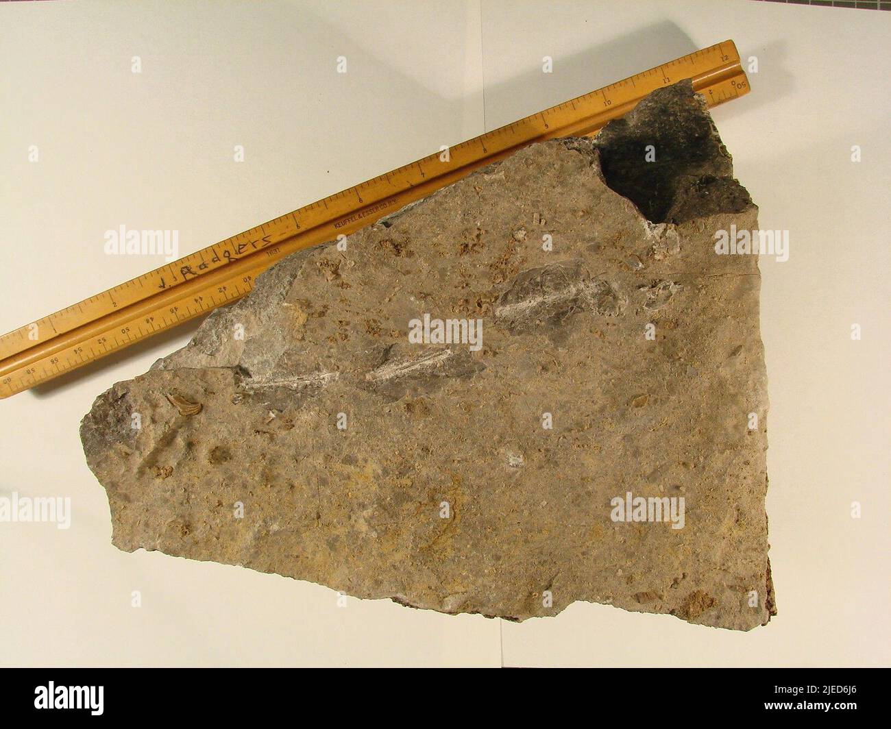 Taxón hi-res stock photography and images - Alamy