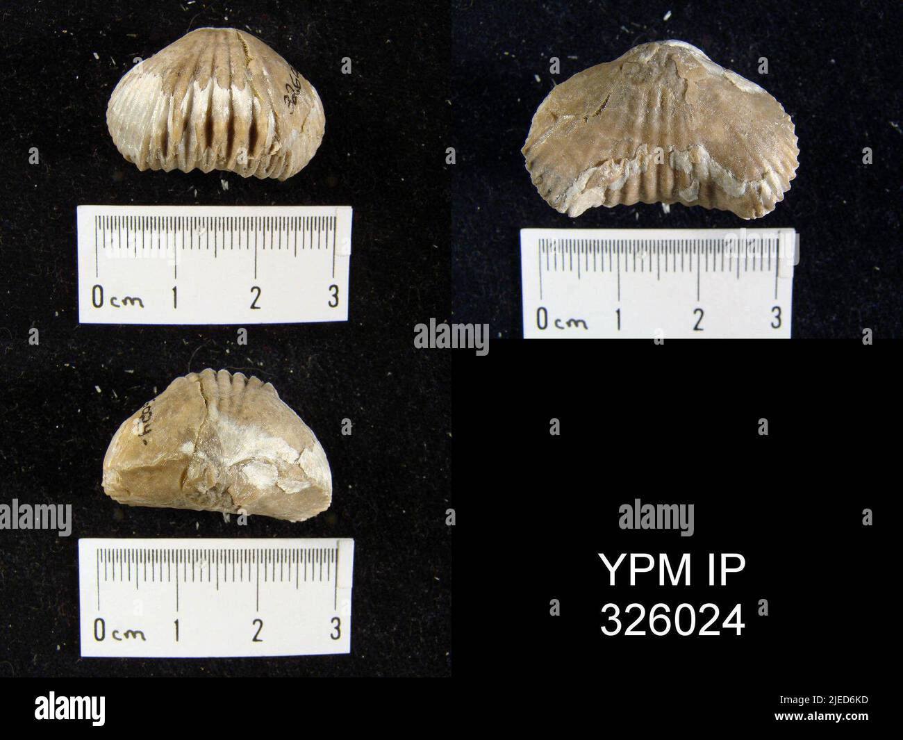 Pander hi-res stock photography and images - Alamy