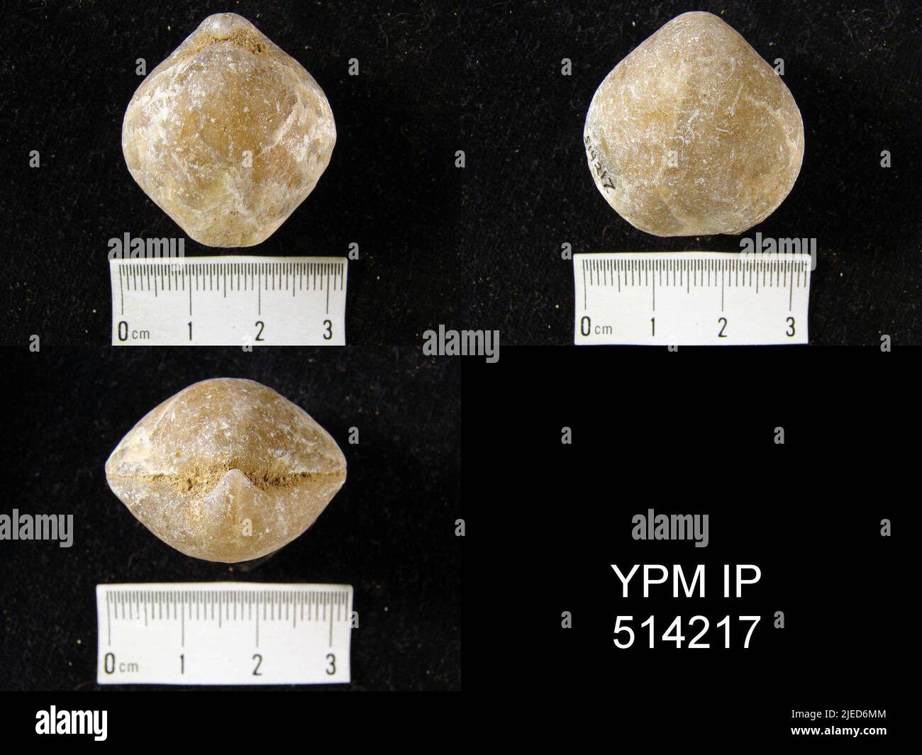 1892 animalia hi-res stock photography and images - Alamy