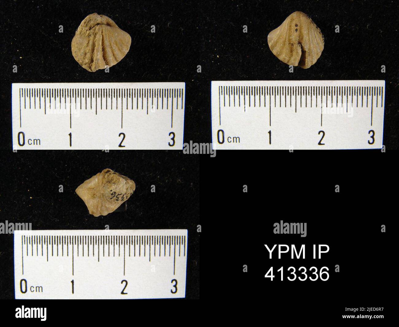 1826 animalia hi-res stock photography and images - Alamy