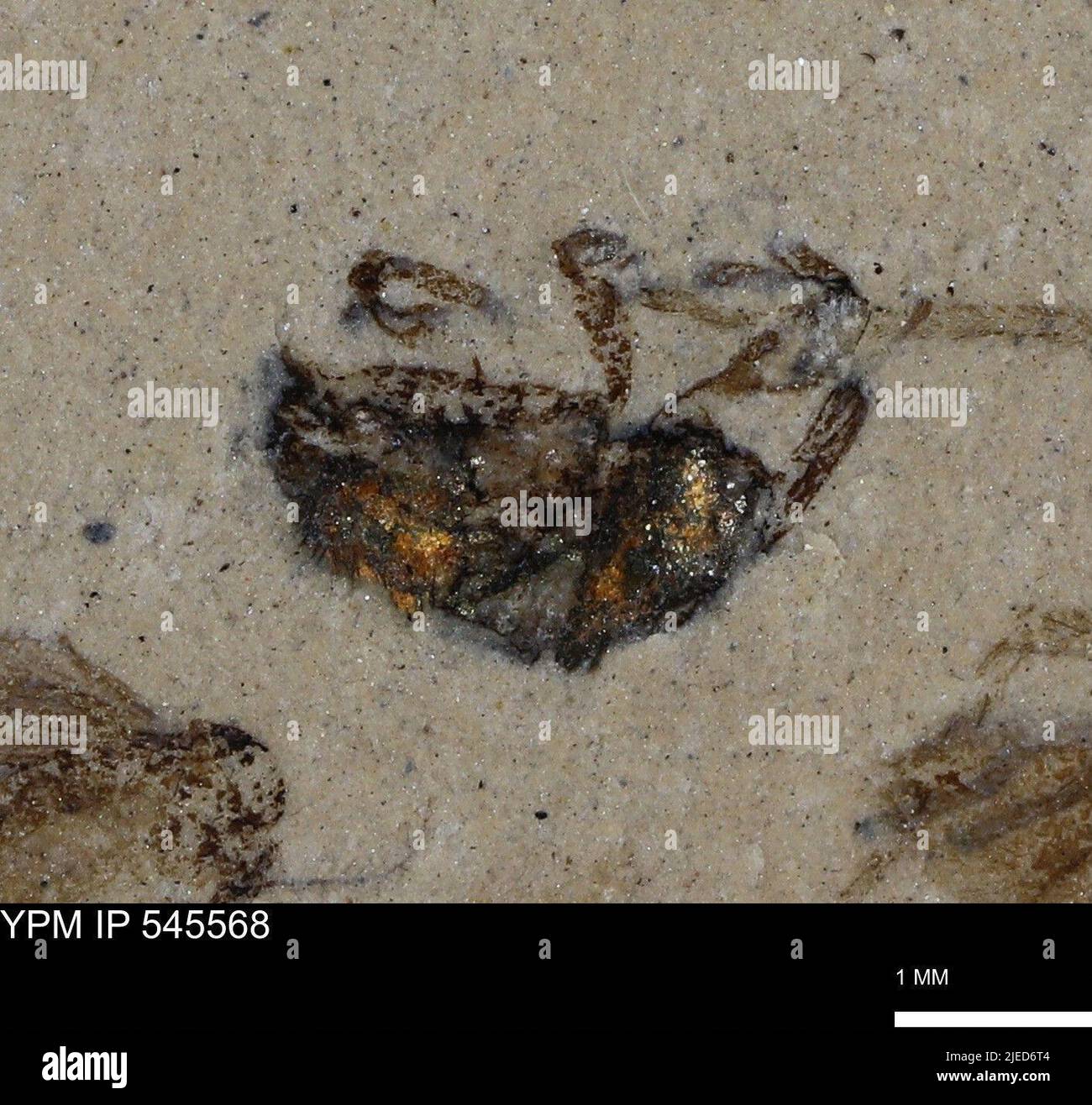 Curculionidae beetles hi-res stock photography and images - Alamy