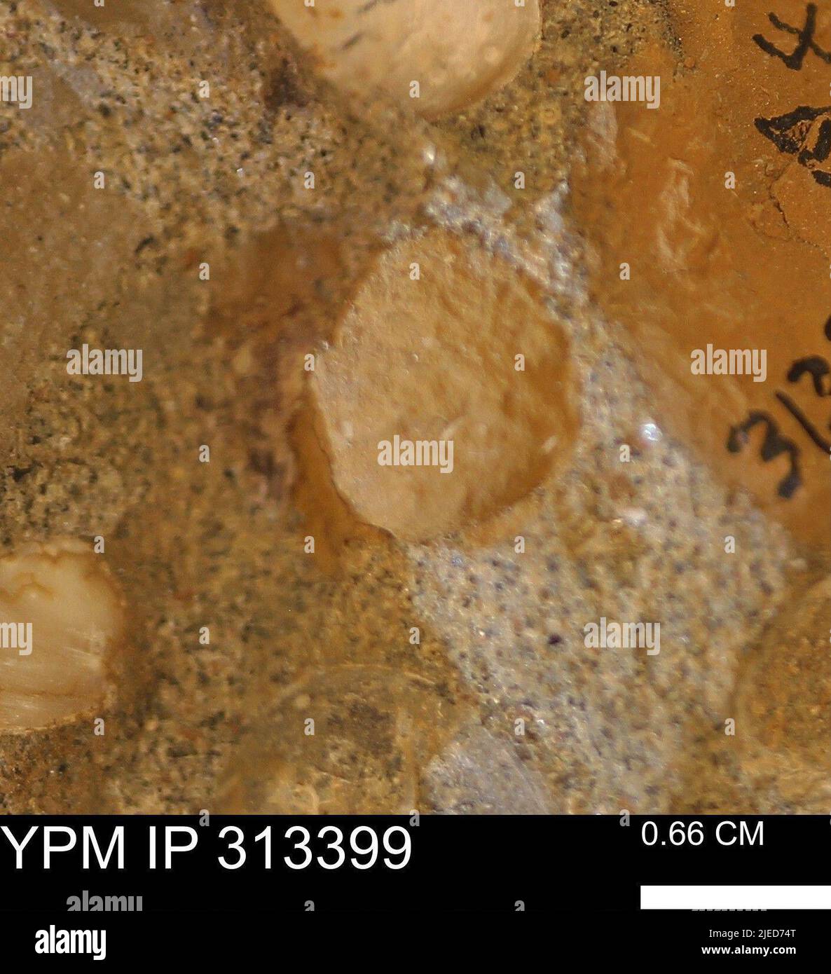 Corbicula sp hi-res stock photography and images - Alamy