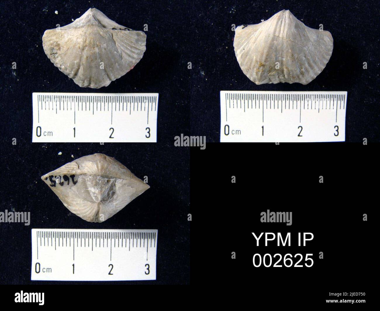 Spirifer verneuili animalia hi-res stock photography and images - Alamy