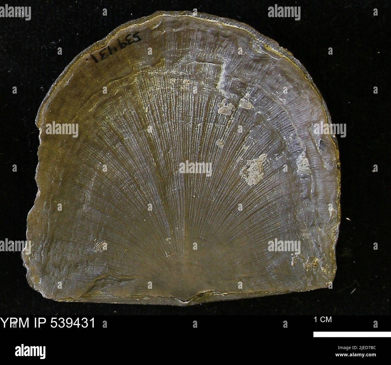 Rafinesquina alternata conrad hi-res stock photography and images - Alamy