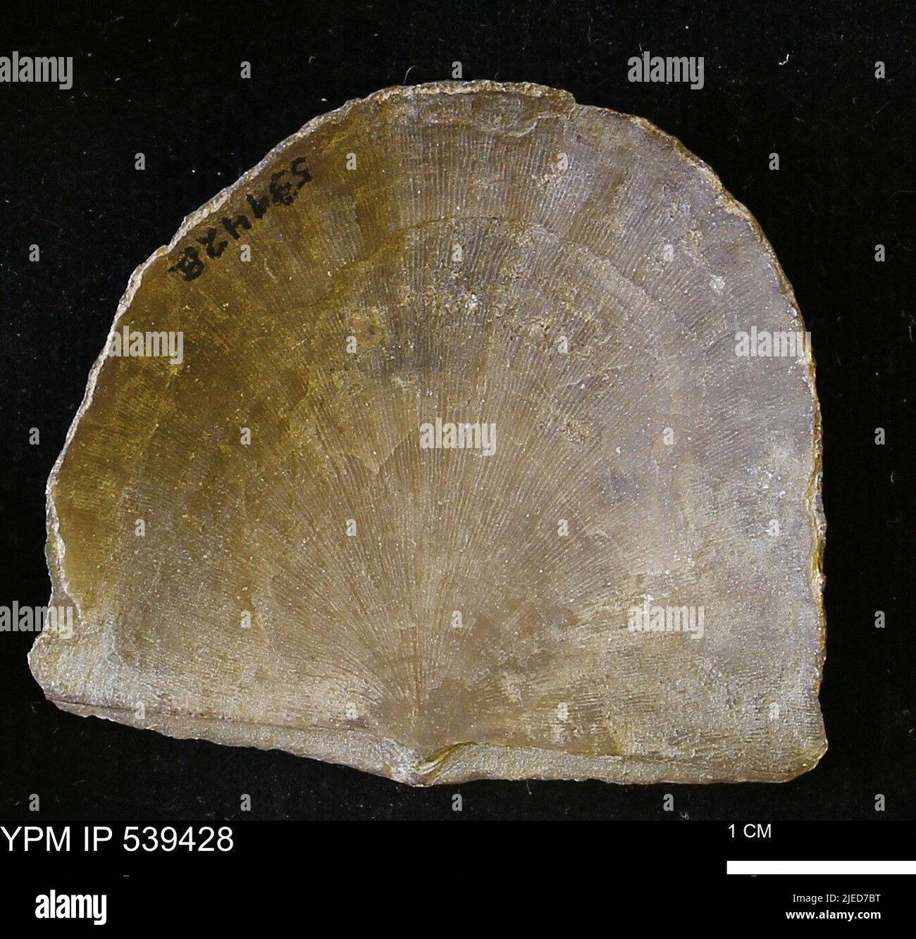 Rafinesquina alternata conrad hi-res stock photography and images - Alamy