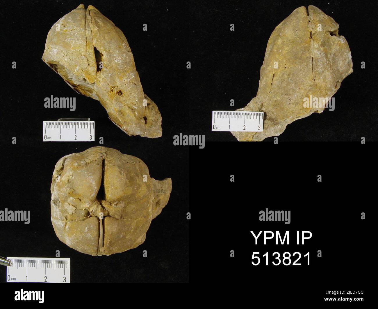 Cylindricus hi-res stock photography and images - Alamy