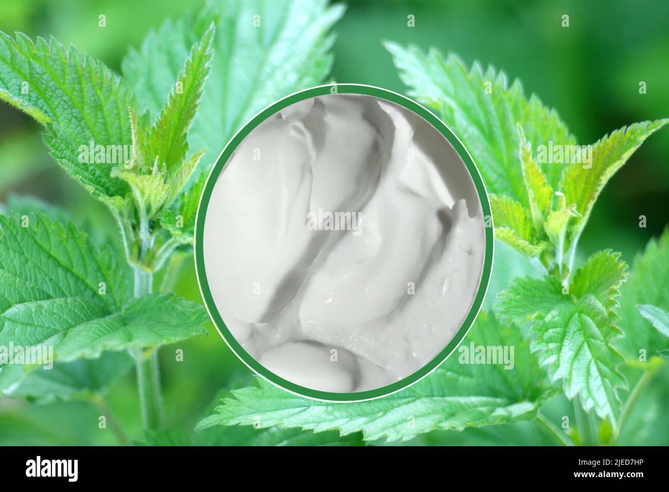 Moisturizing soothing herbal body oil cream made of nettles Stock Photo ...