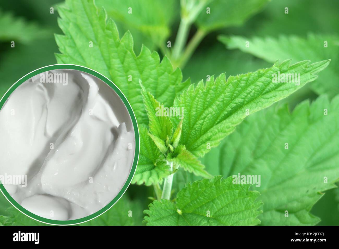 Moisturizing soothing herbal body oil cream made of nettles Stock Photo ...
