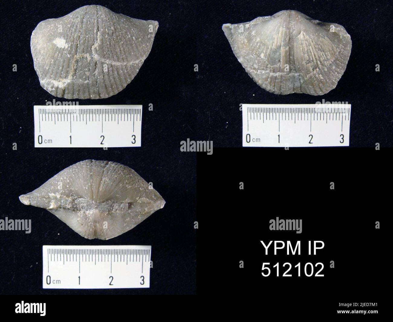 Fossil spiriferida brachiopod hi-res stock photography and images - Alamy