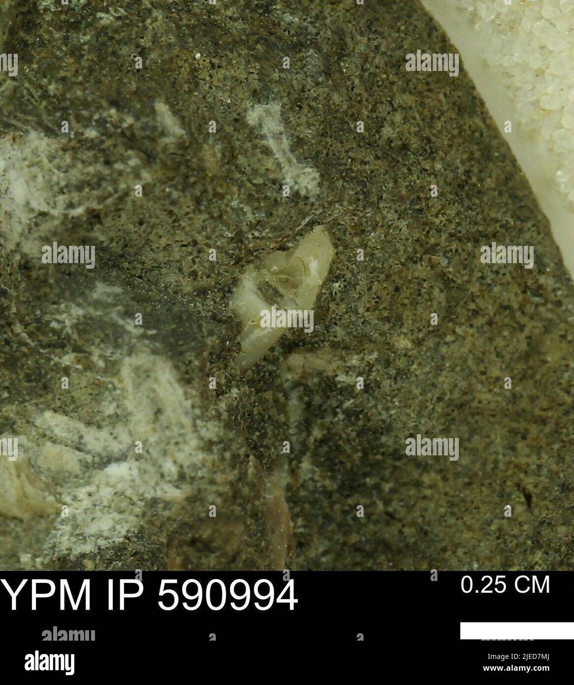 Scaphopoda tusk shells hi-res stock photography and images - Alamy