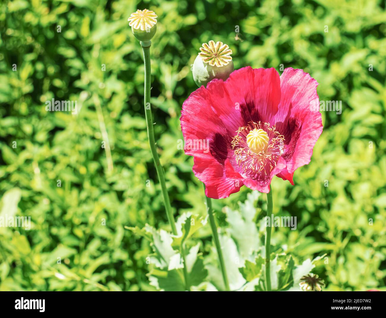 Close-up of the seed pods and red-pink flowers of Papaver somniferum ...