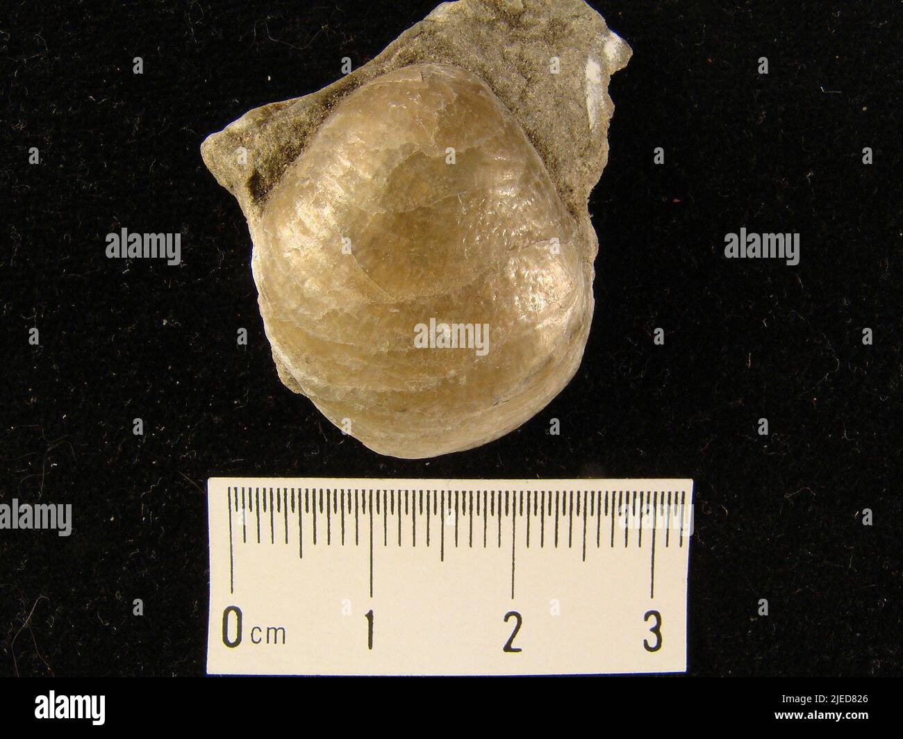 Anomia anomialis lamarck hi-res stock photography and images - Alamy