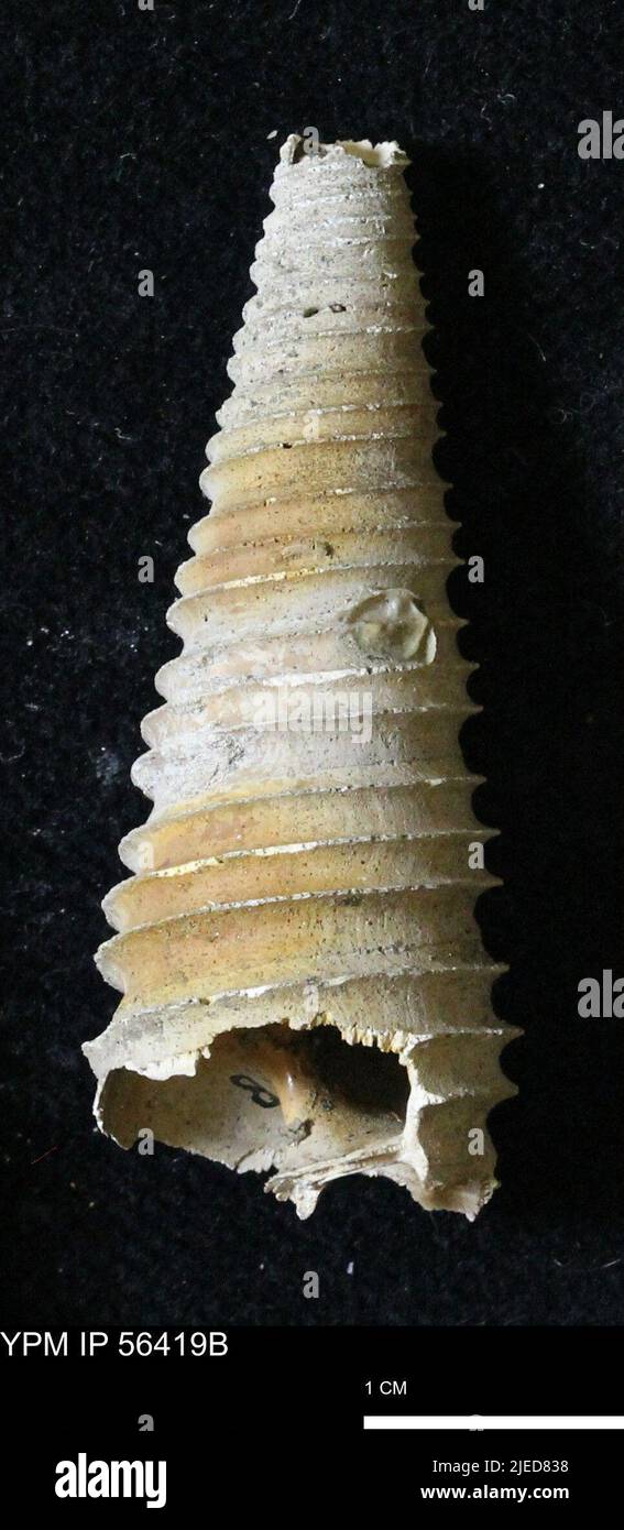 Turritella trilira animalia hi-res stock photography and images - Alamy