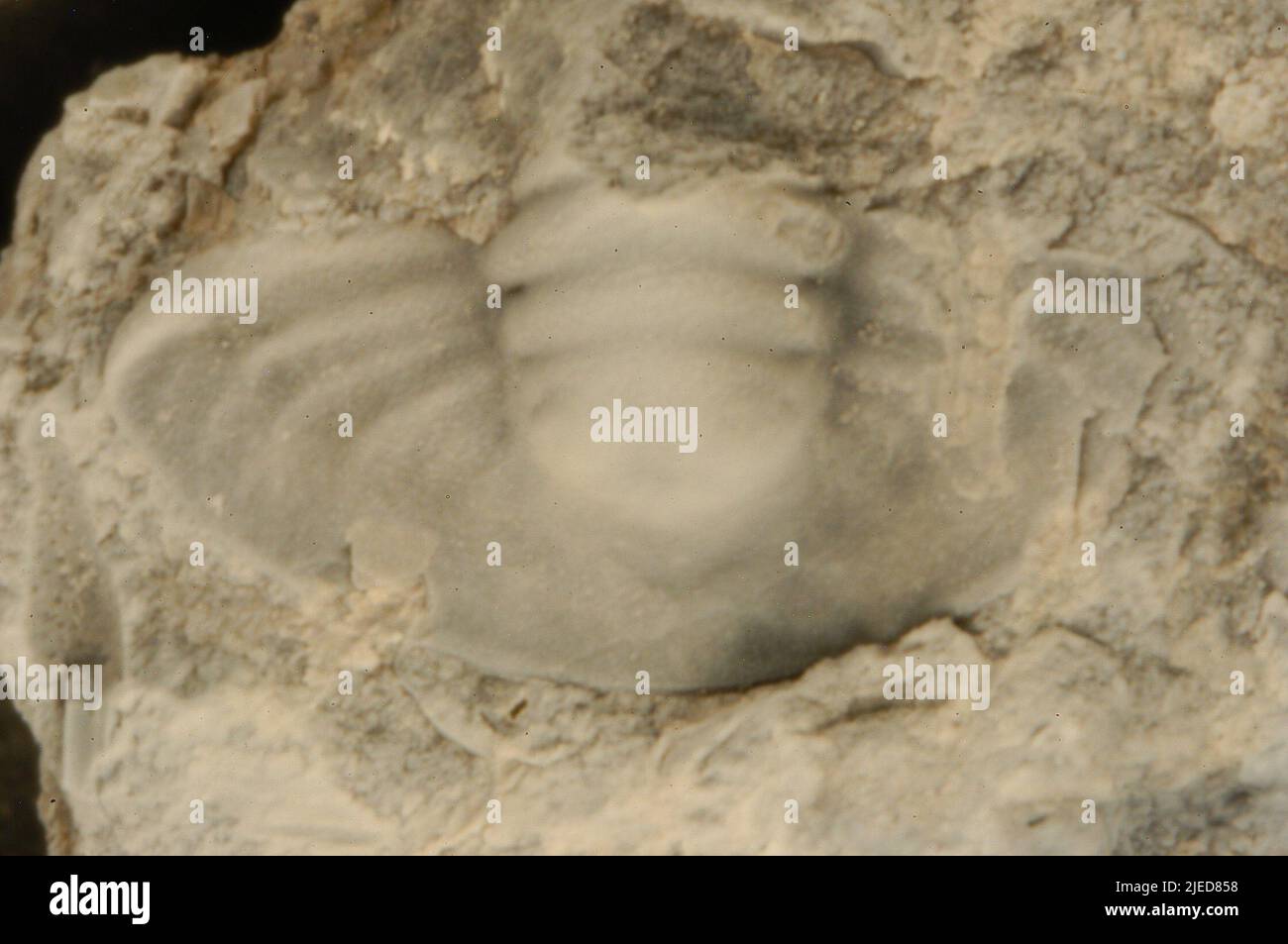 Suada hi-res stock photography and images - Alamy