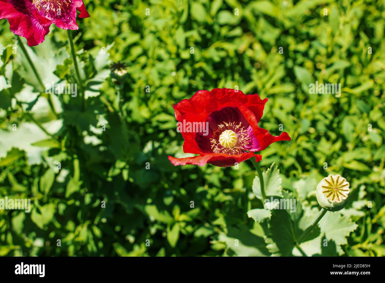 Close-up of the seed pods and red-pink flowers of Papaver somniferum ...